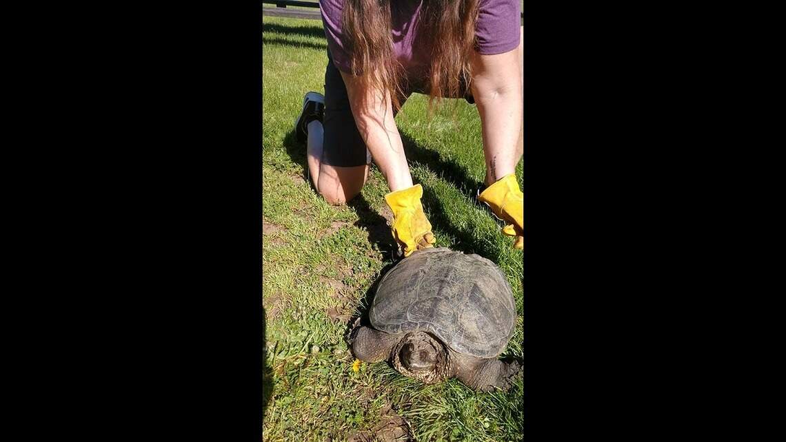 Creature with aggressive bite spotted in Oregon pasture | Tacoma News ...